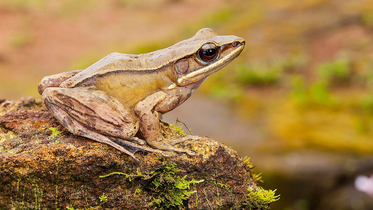 Surprising Inner-City Frog Among 7 New Species Found in Asia | National ...