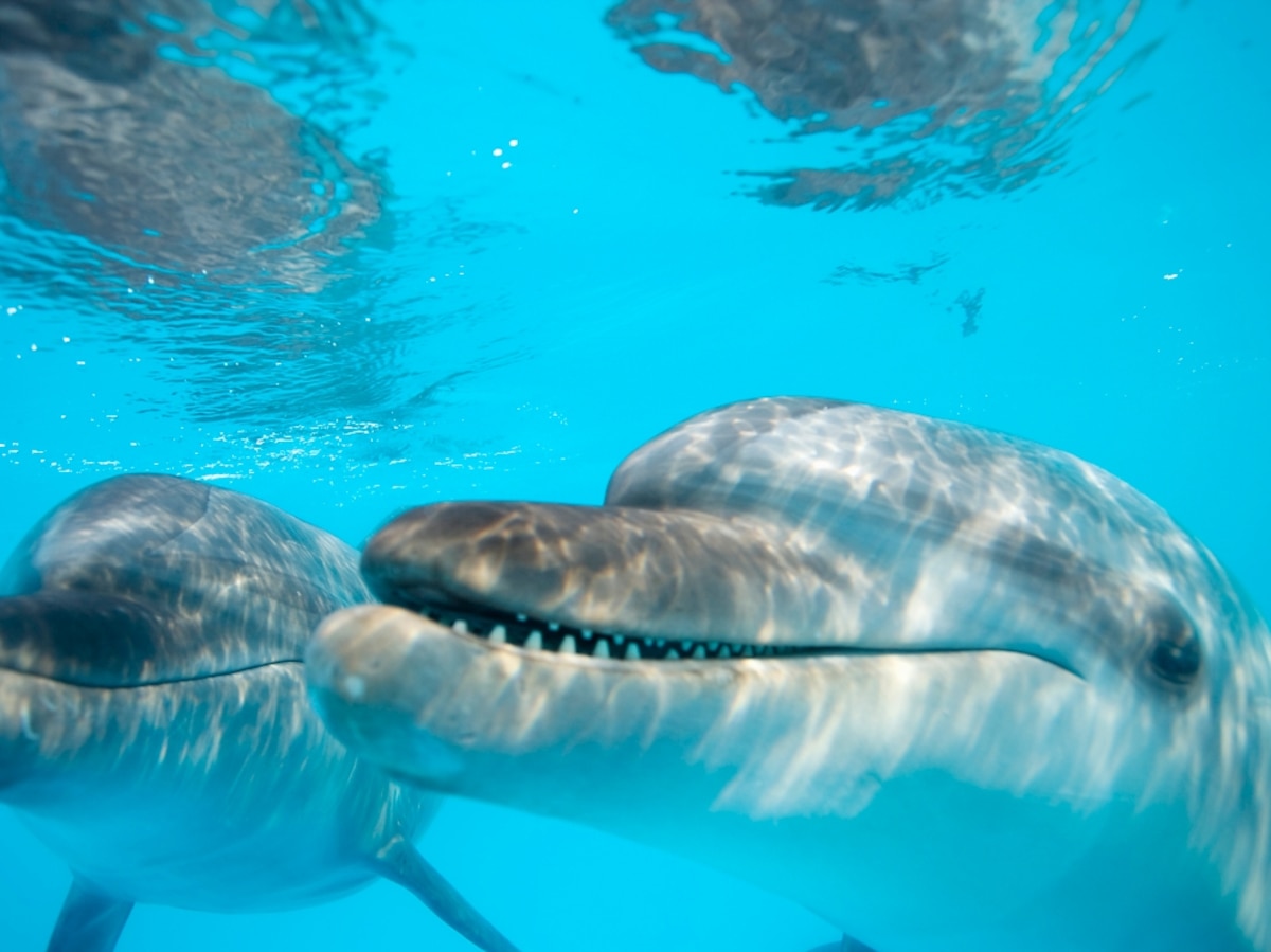 Florida by Water: Watch Wild Dolphins -- National Geographic
