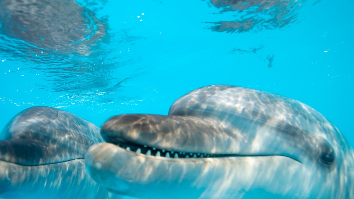 Florida by Water: Watch Wild Dolphins -- National Geographic | National ...