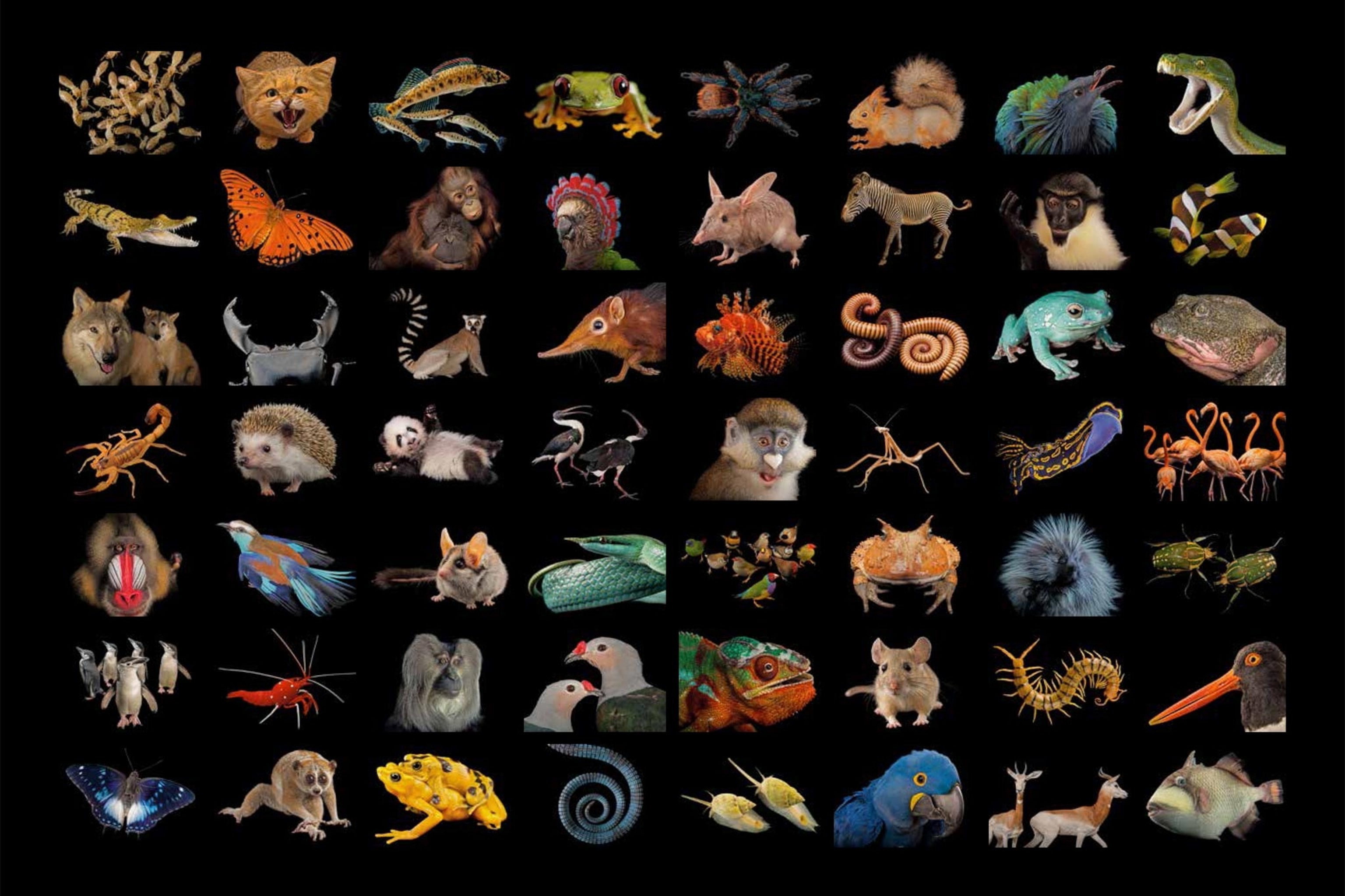 National Geographic photographer Joel Sartore builds a 'Photo Ark'