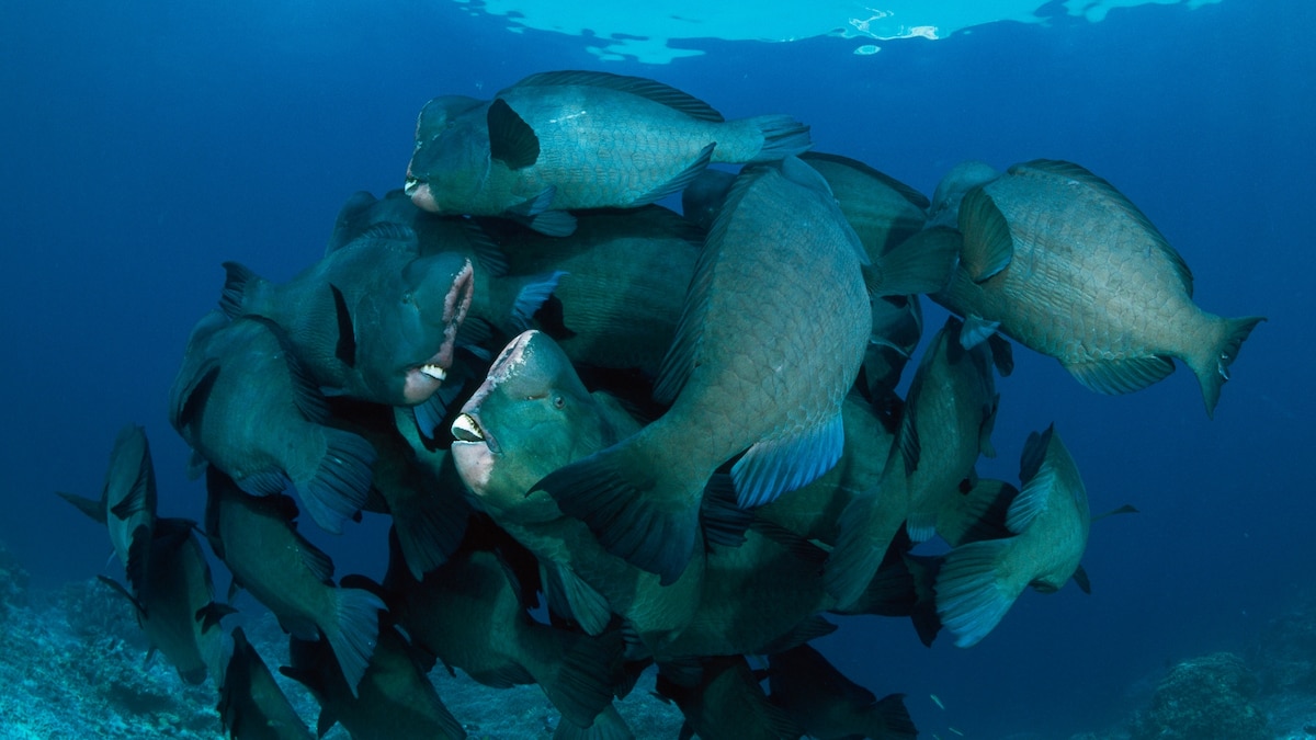 Head-Bashing and Other Mating Secrets of Giant Parrotfish | National ...