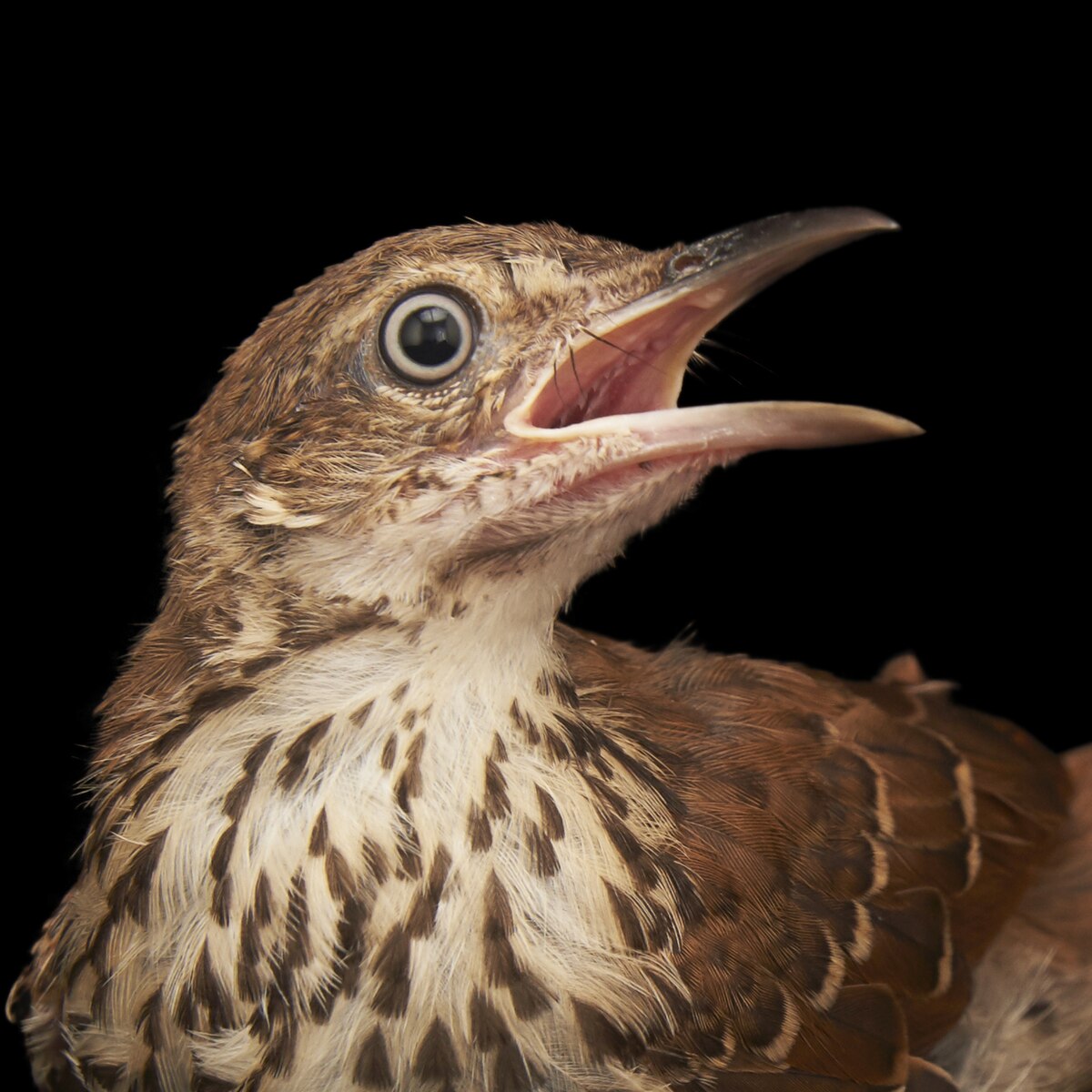 Brown Thrasher | National Geographic