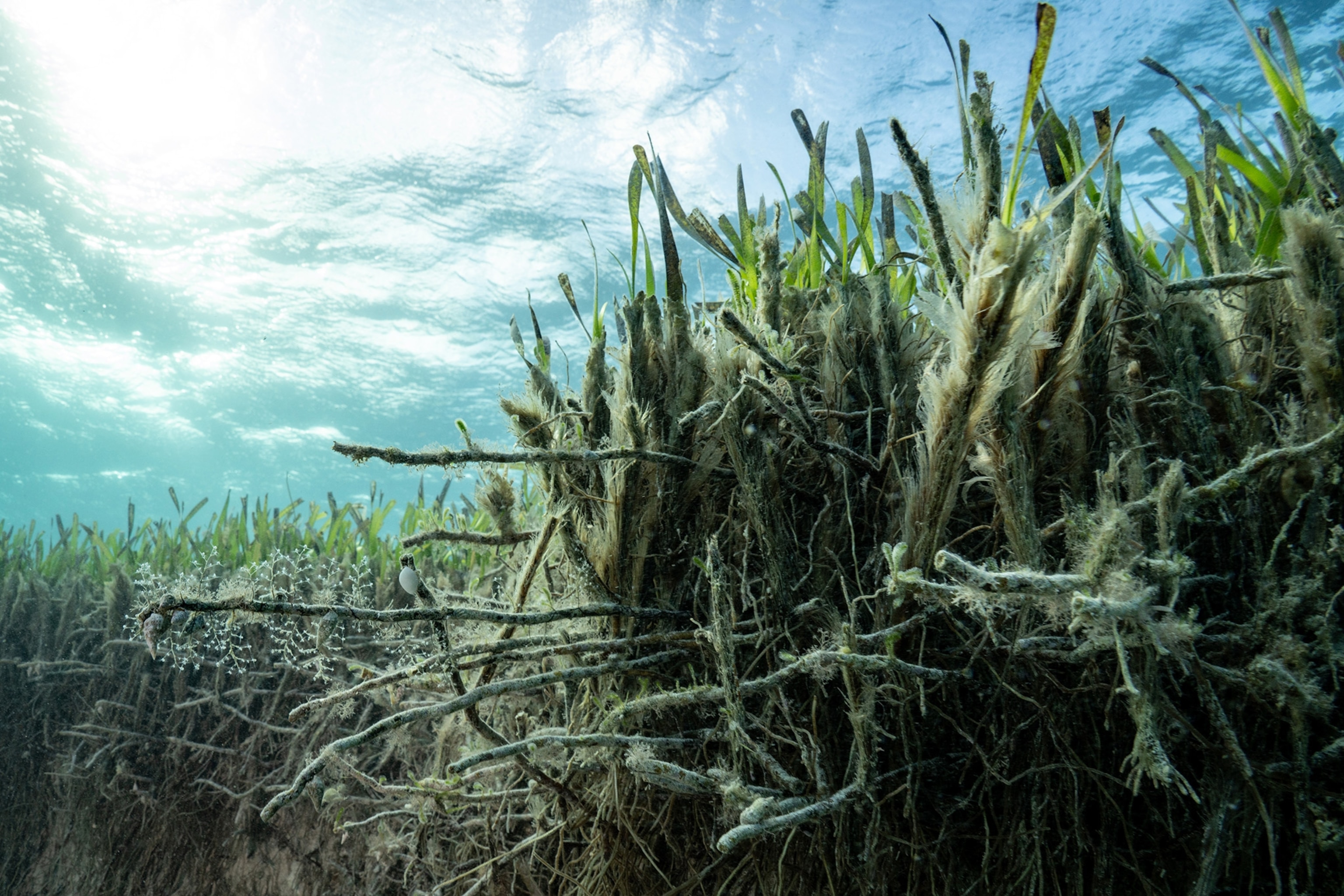 World’s largest known seagrass forest found in the Bahamas