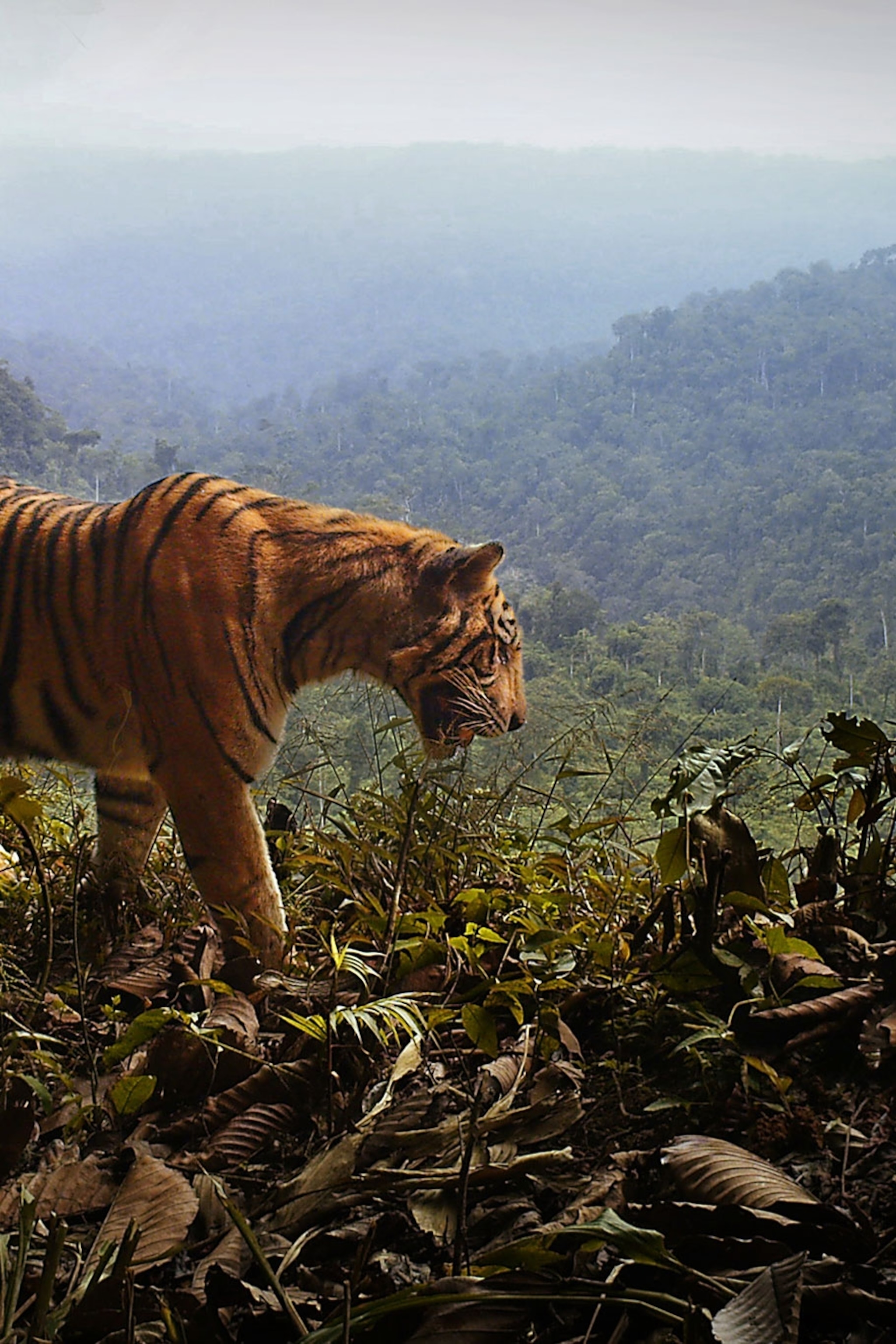 Deforestation Animals Tiger