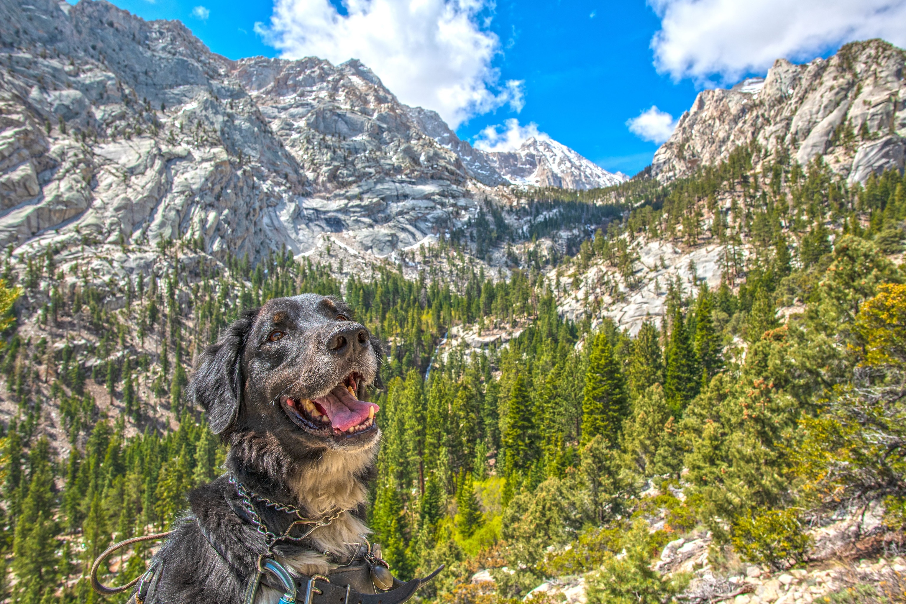 Photos of dogs adventuring and hiking around the world