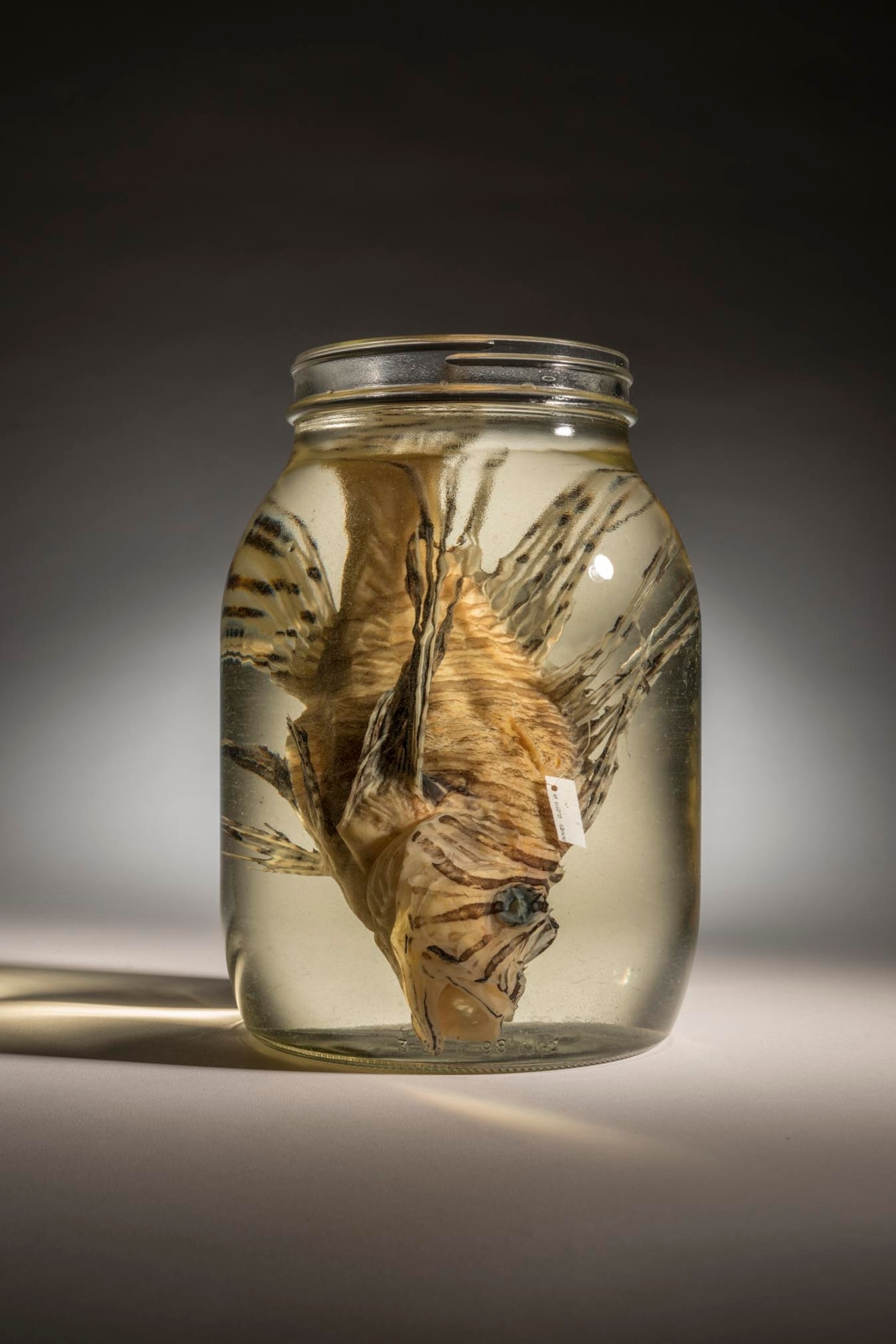 These surreal jarred fish tell an urgent story of extinction