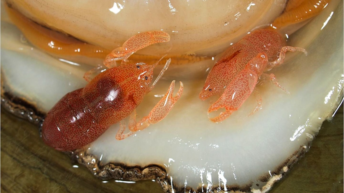 Photos: Poison Crab, Glass Shrimp, More Found in Korea | National ...