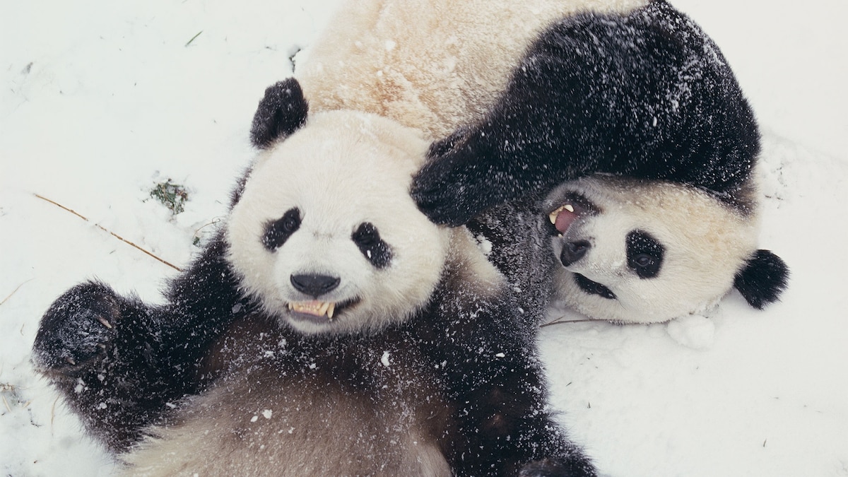 15 Pictures of Cute, Cuddly Animals Playing in the Snow | National ...