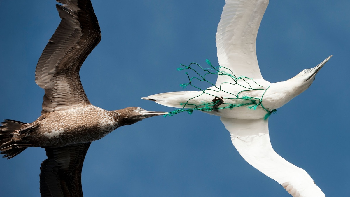 LED Light Reduces Cormorant and Turtle Bycatch, Study Finds | National ...