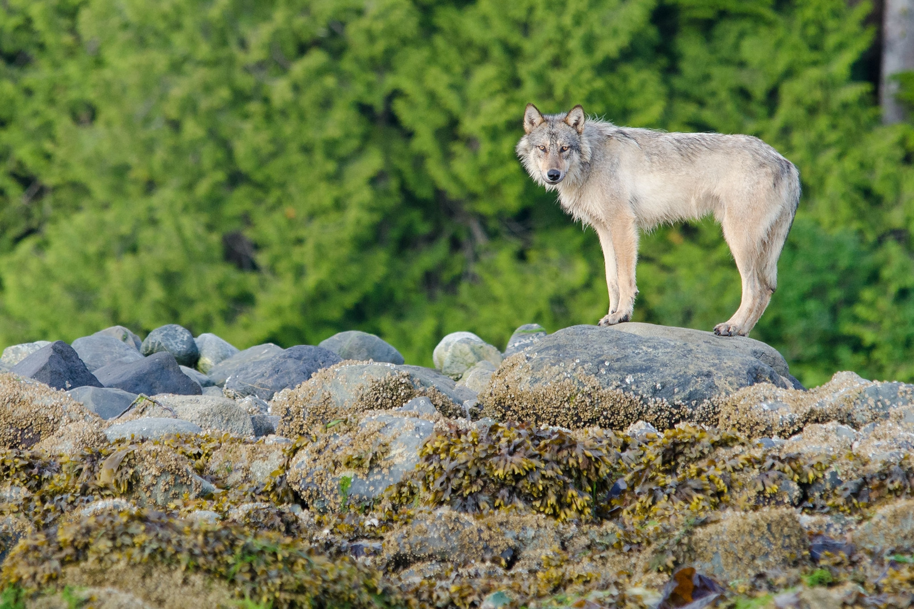 Meet the Rare Swimming Wolves That Eat Seafood