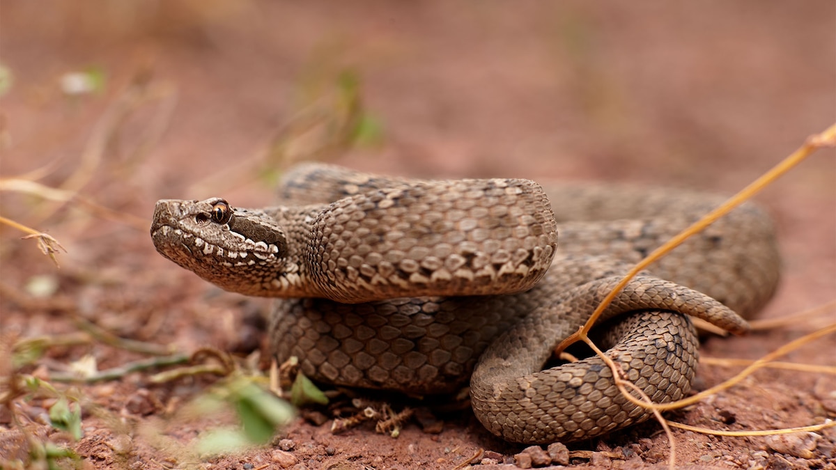 Snake Roadkill Is New Species of High-Altitude Viper | National Geographic