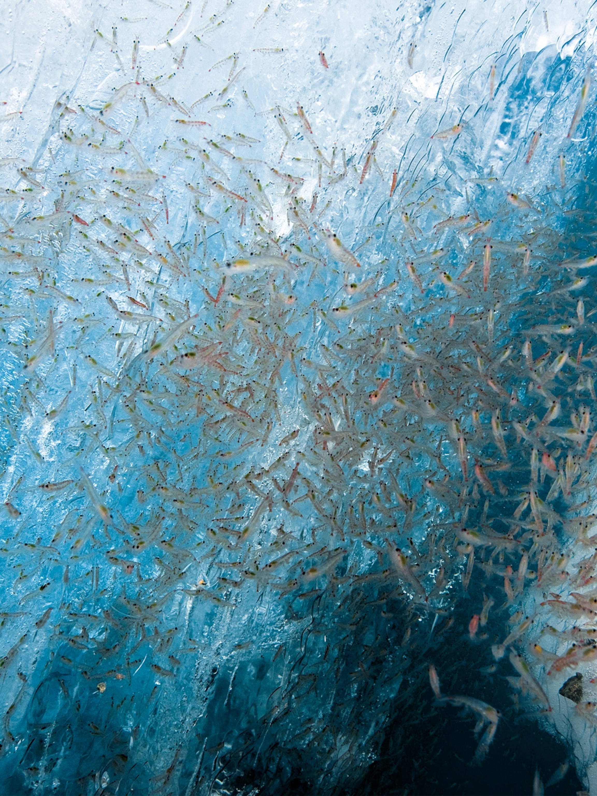 Antarctic Krill Swarm
