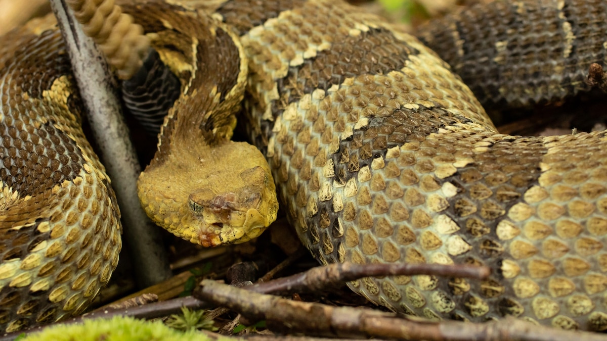 A fatal fungal disease is spreading among North America’s snakes ...