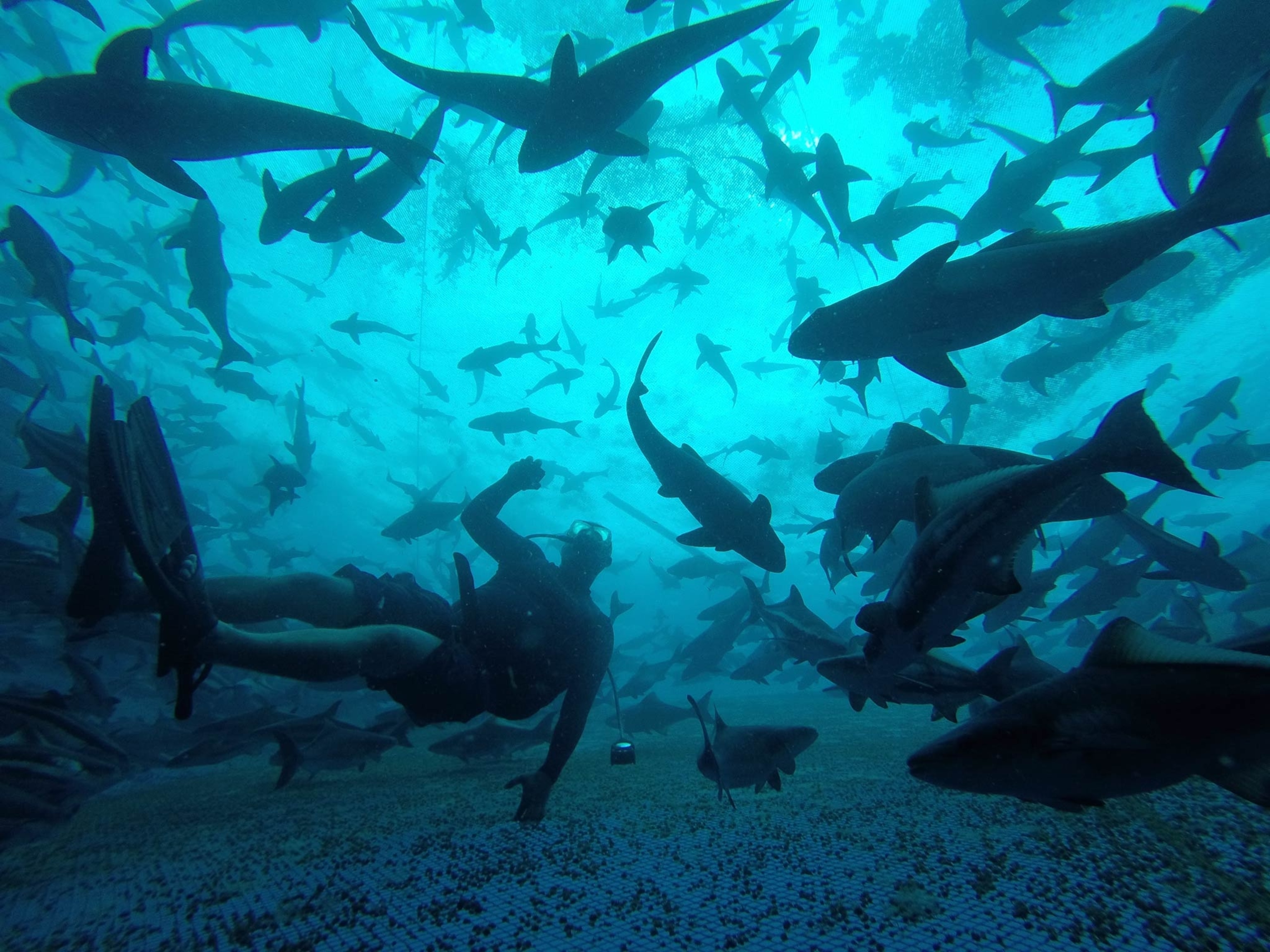 The Other Other White Meat: Farmed Fish | National Geographic