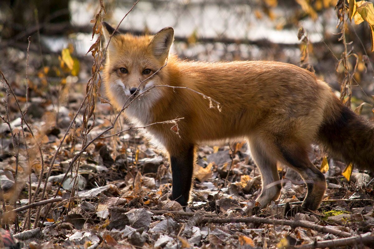 Lost limb? No problem. How animals thrive with three legs
