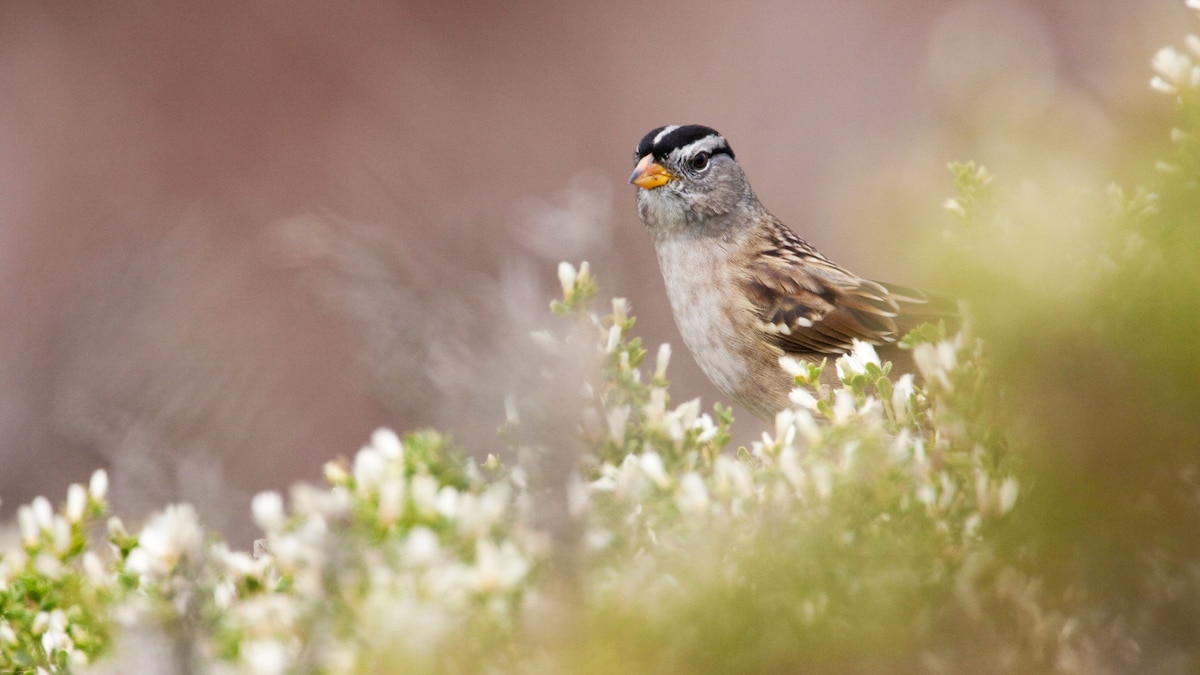 When the pandemic quieted San Francisco, these birds could hear each ...