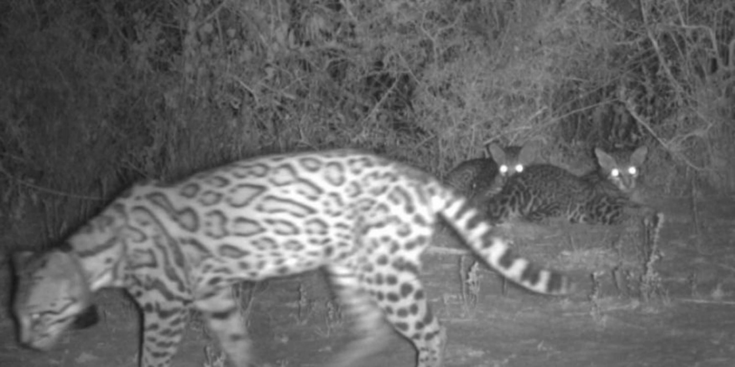 Baby Ocelot Kittens Meet The Cincinnati Zoo's Newest Babies