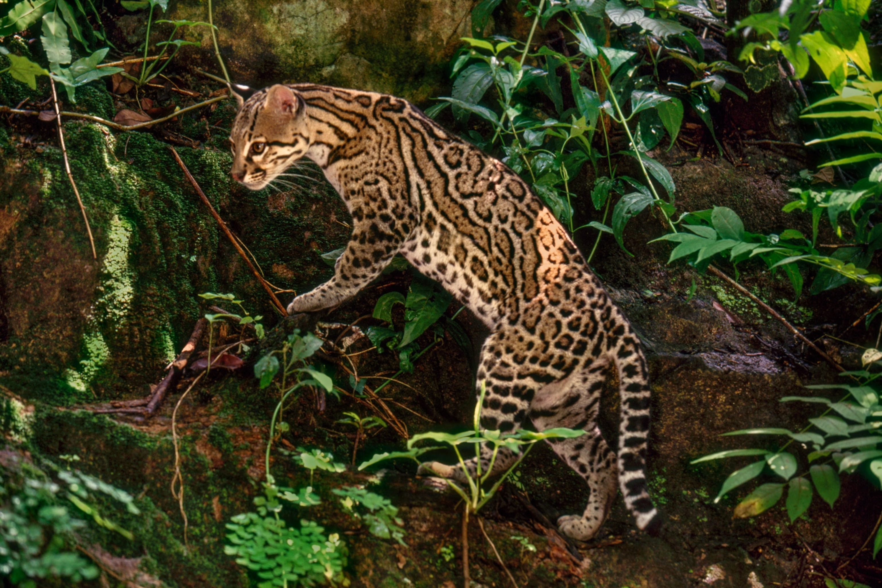 Striking Pictures of Mexico's Wildlife for Cinco de Mayo
