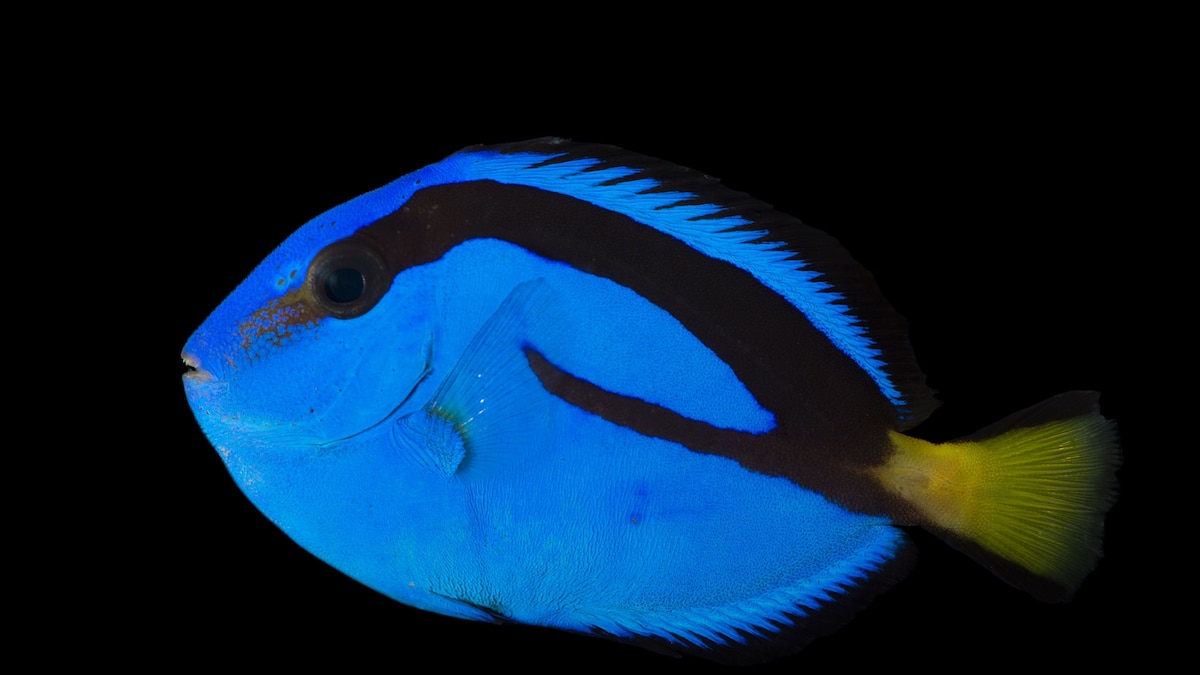 ‘Dory’ Bred in Captivity for First Time | National Geographic