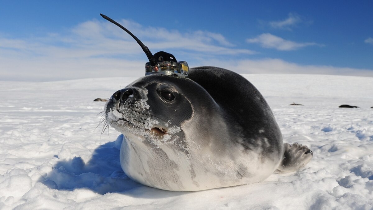 Pictures: "Extreme" Antarctic Science Revealed -- National Geographic ...