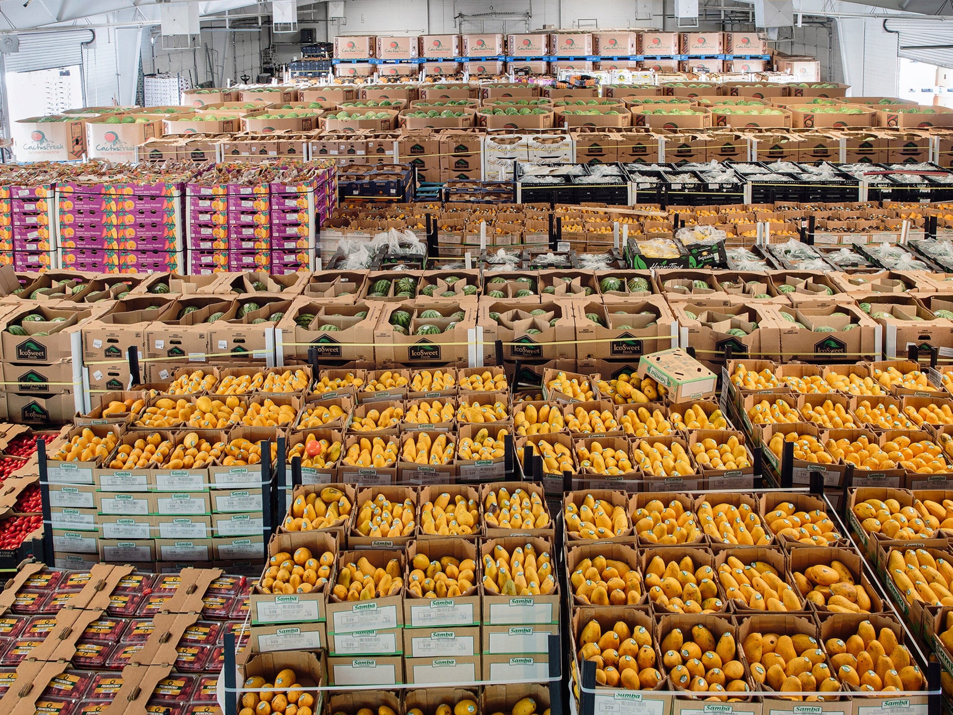 Rescuing Rejected Food to Feed the Hungry at the U.S.-Mexico Border