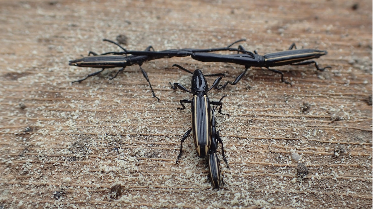 This bug can get 26 times bigger than its smallest specimen | National ...