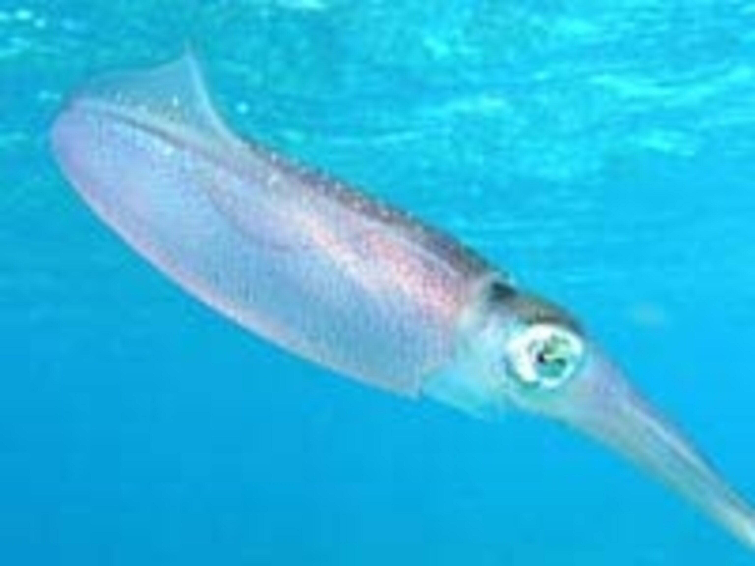Camouflaged communication – the secret signals of squid