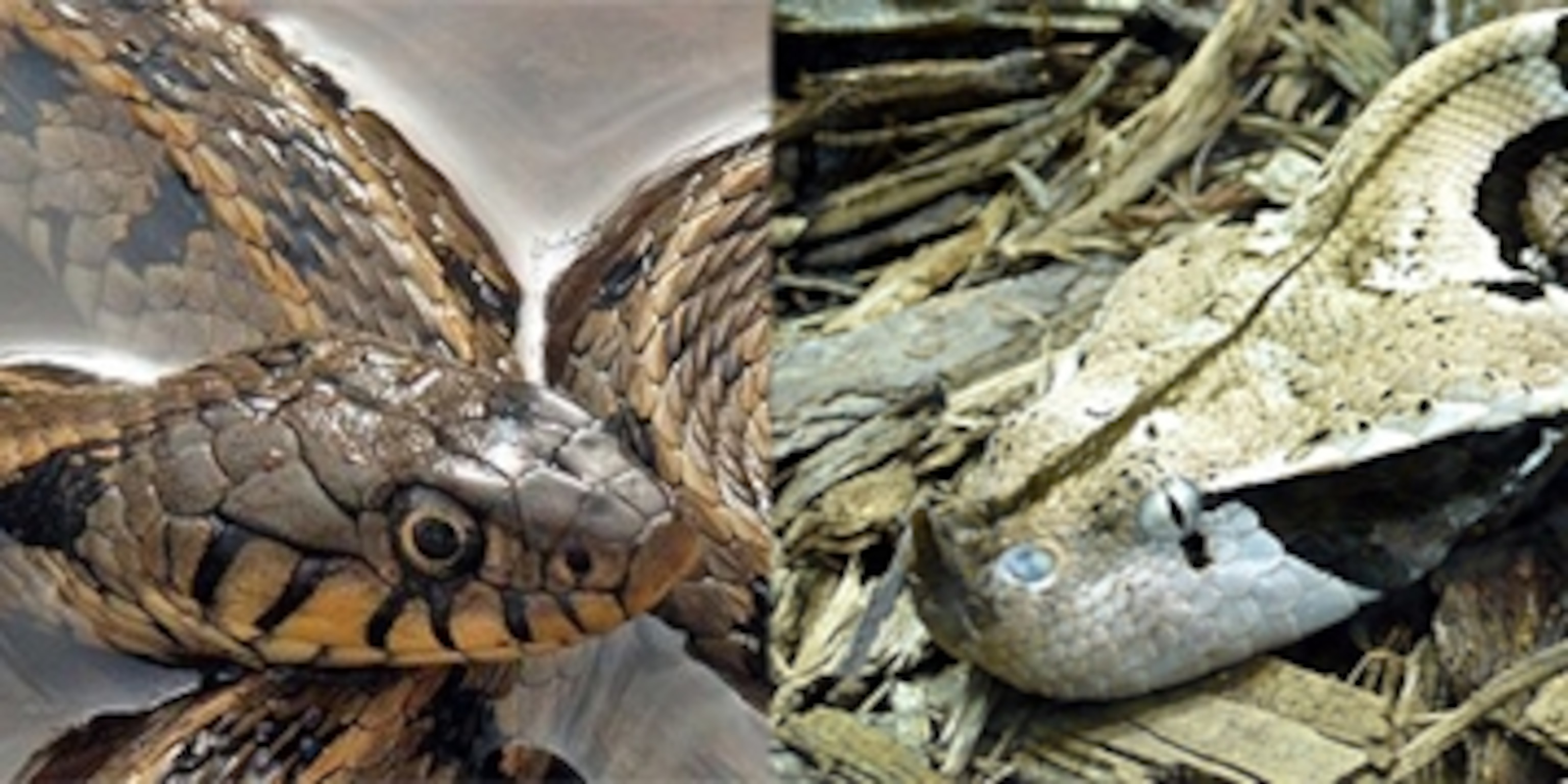 Pocket science – bursting bubbles make more bubbles, and snakes on the wane