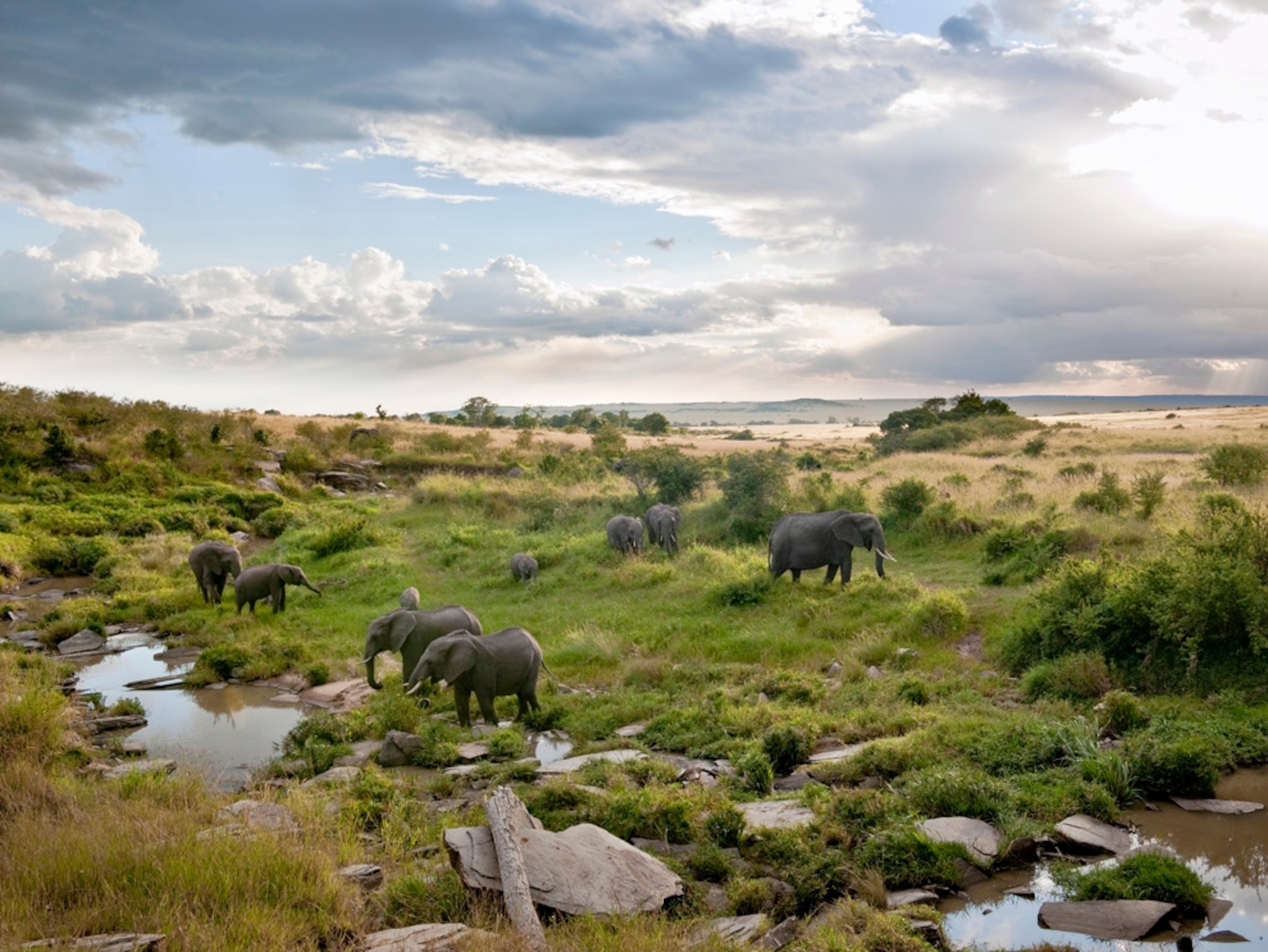 PHOTOS: Wild Africa Honored on World Environment Day -- National ...