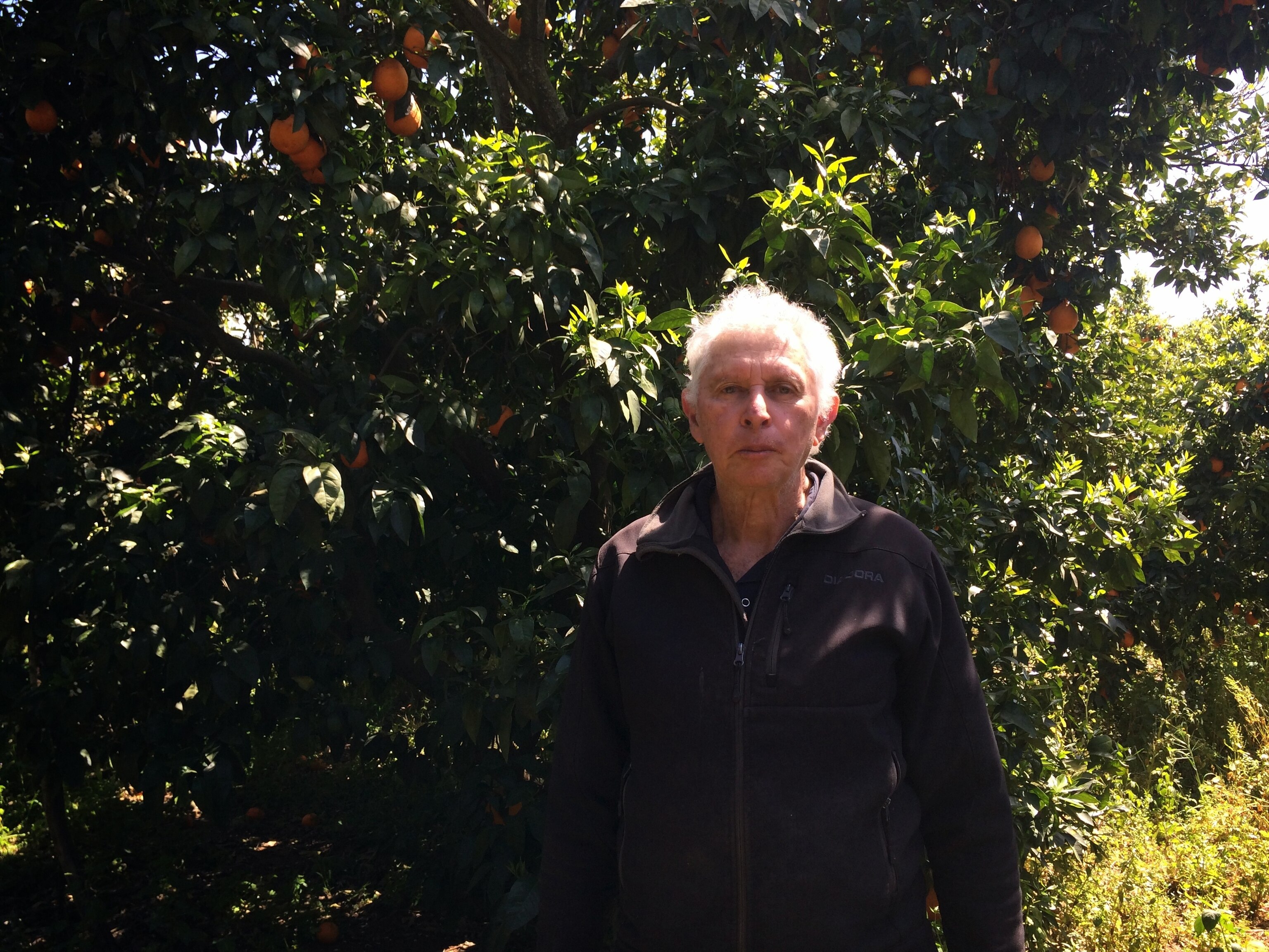 One Man’s Quest to Keep the Jaffa Orange Alive