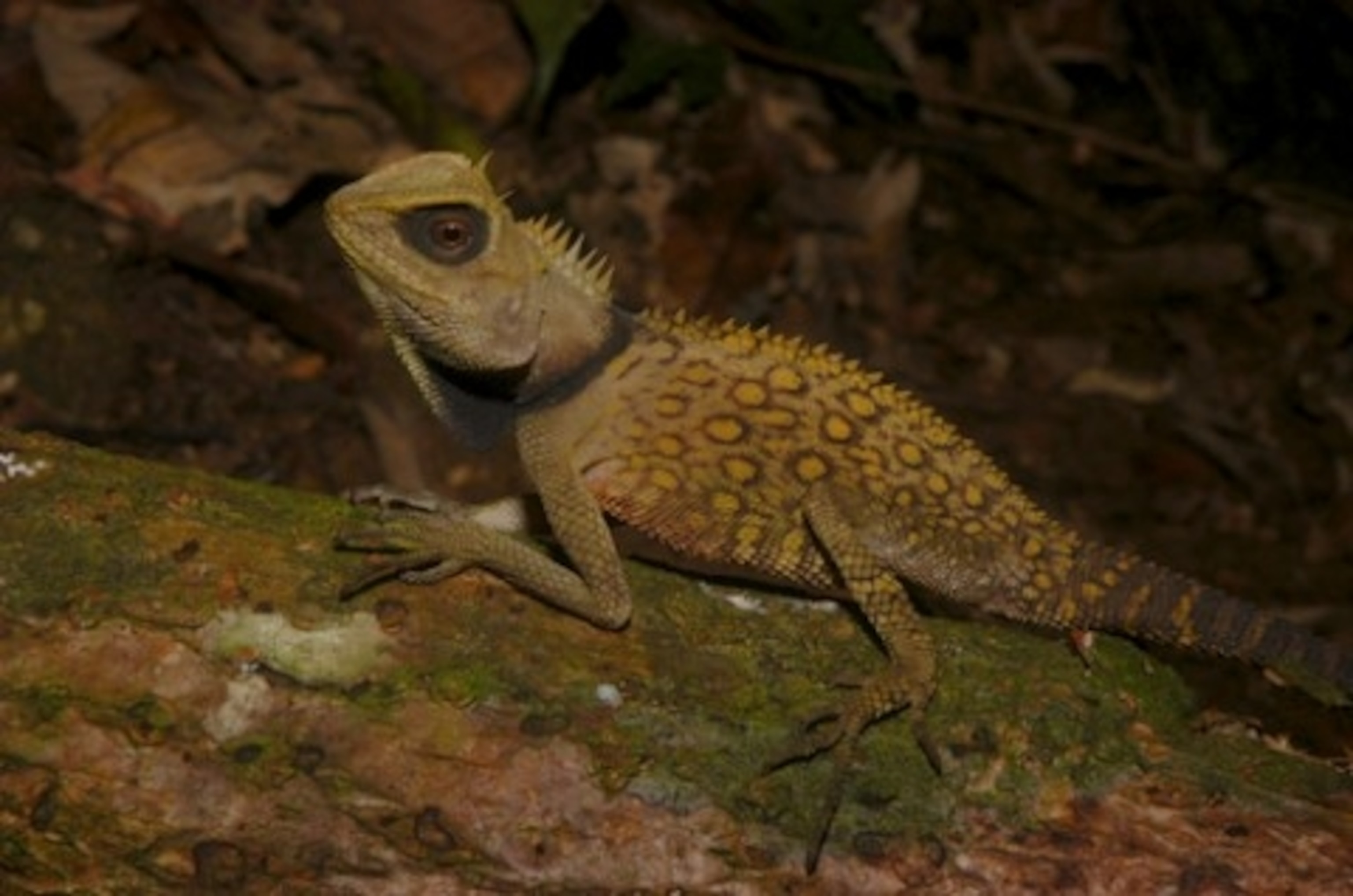 Travels With A Herpetologist | National Geographic