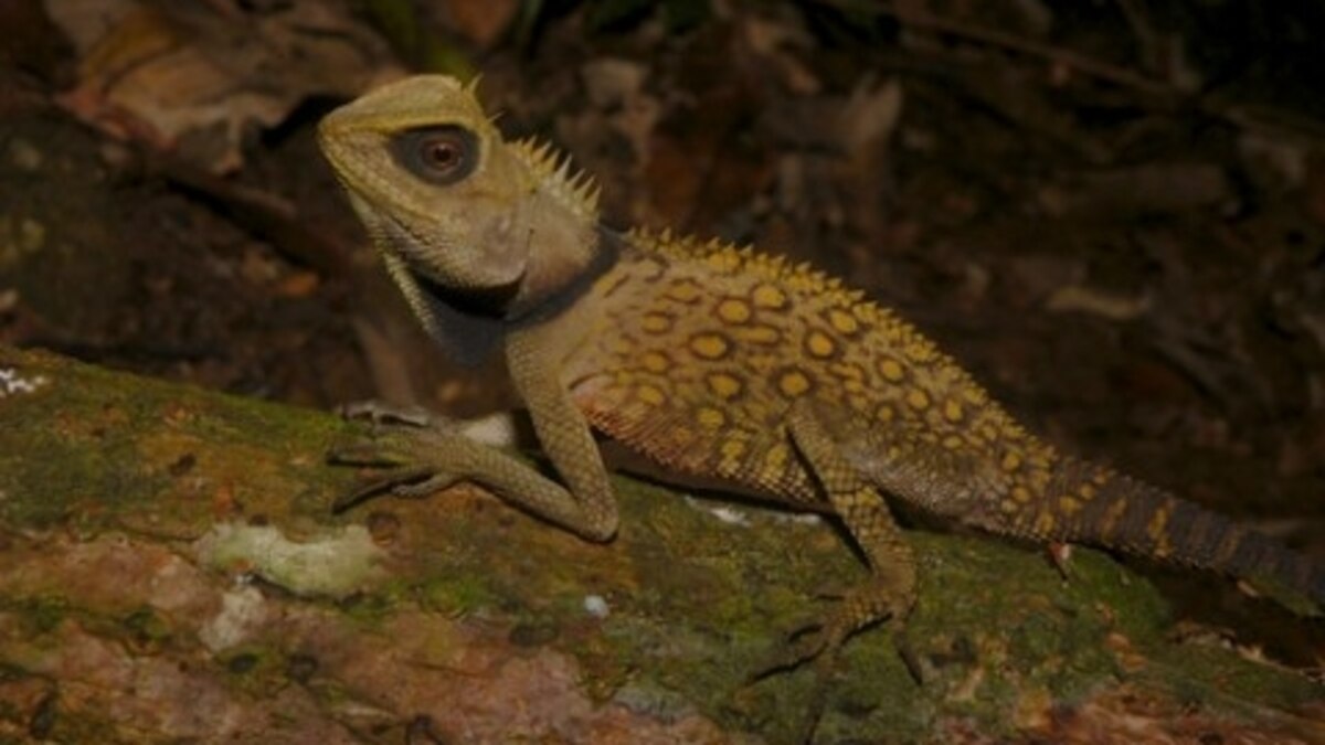 Travels With A Herpetologist | National Geographic