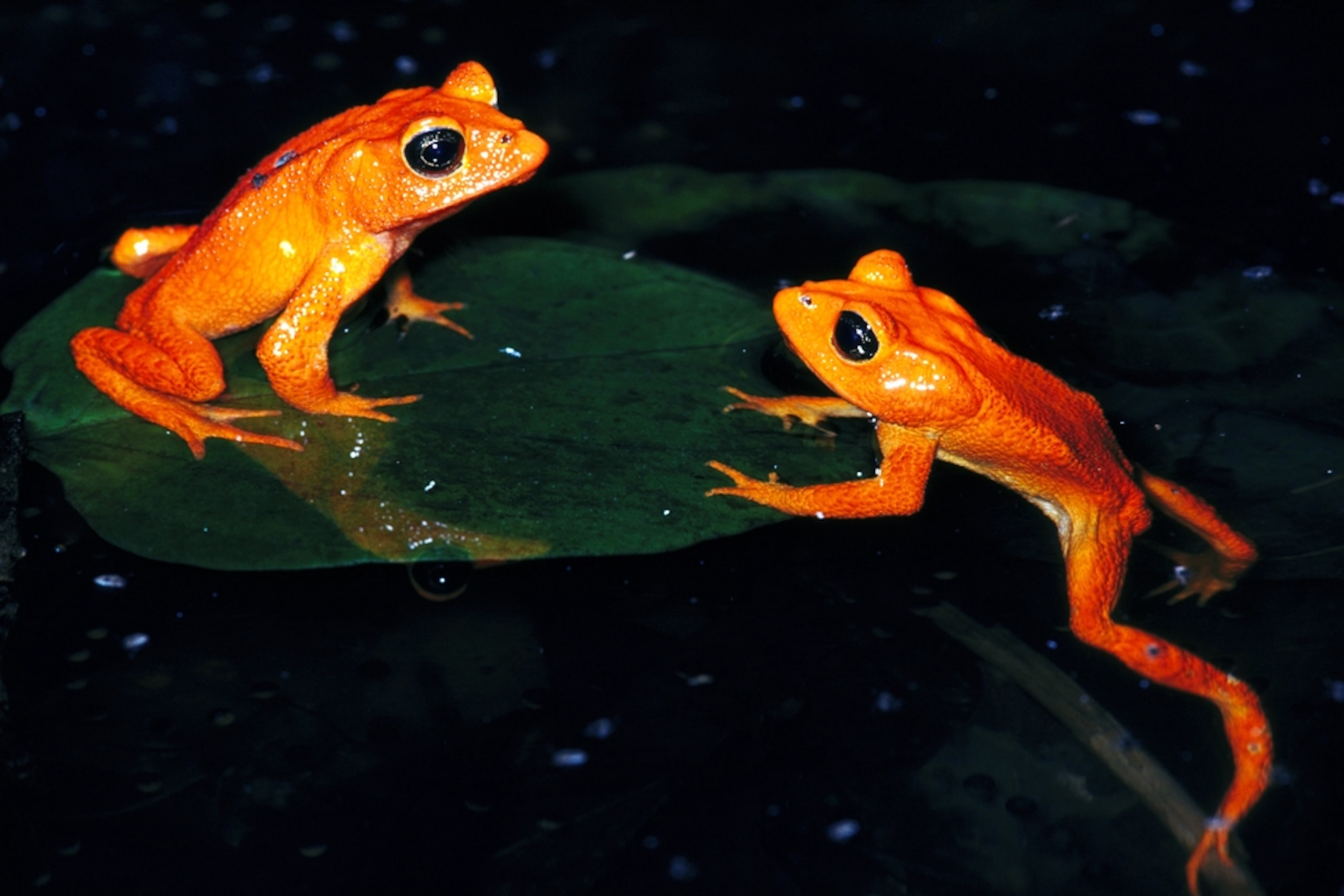 Photos: Ten Most Wanted "Extinct" Amphibians