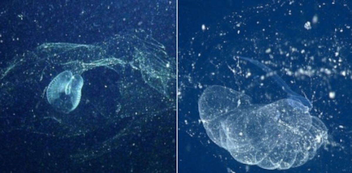 Mysterious Ocean Blob Found for First Time in a Century Is Larvacean