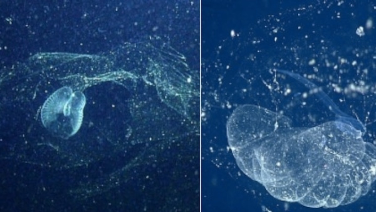 Mysterious Ocean Blob Found for First Time in a Century Is Larvacean ...