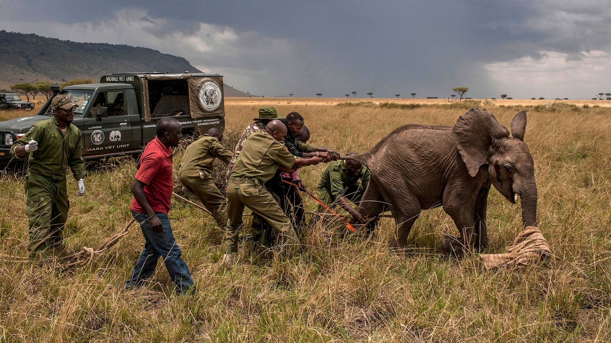 See Pictures of a Daring Mission to Save an Orphaned Baby Elephant in ...
