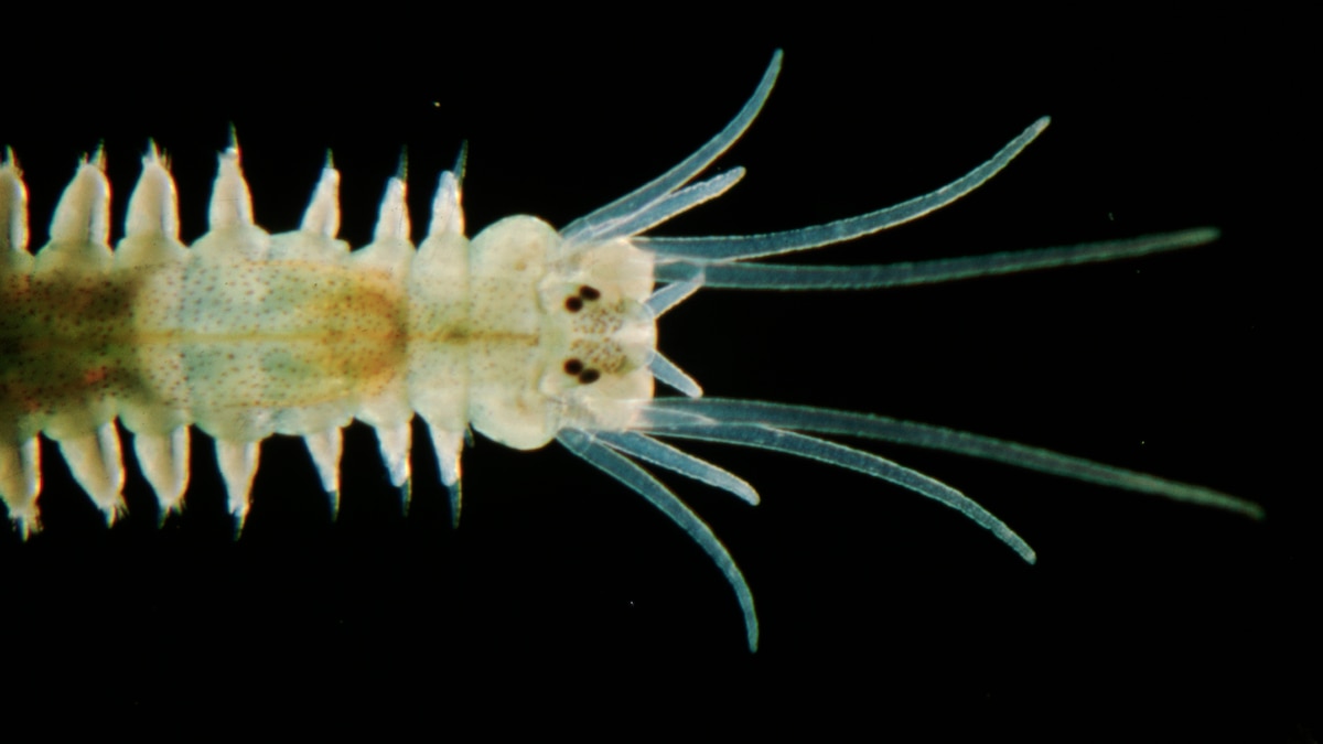 Marine Animals Keep Time With Multiple Clocks | National Geographic