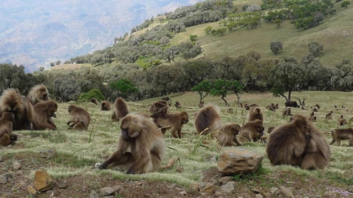 The Bruce effect – why some pregnant monkeys abort when new males ...