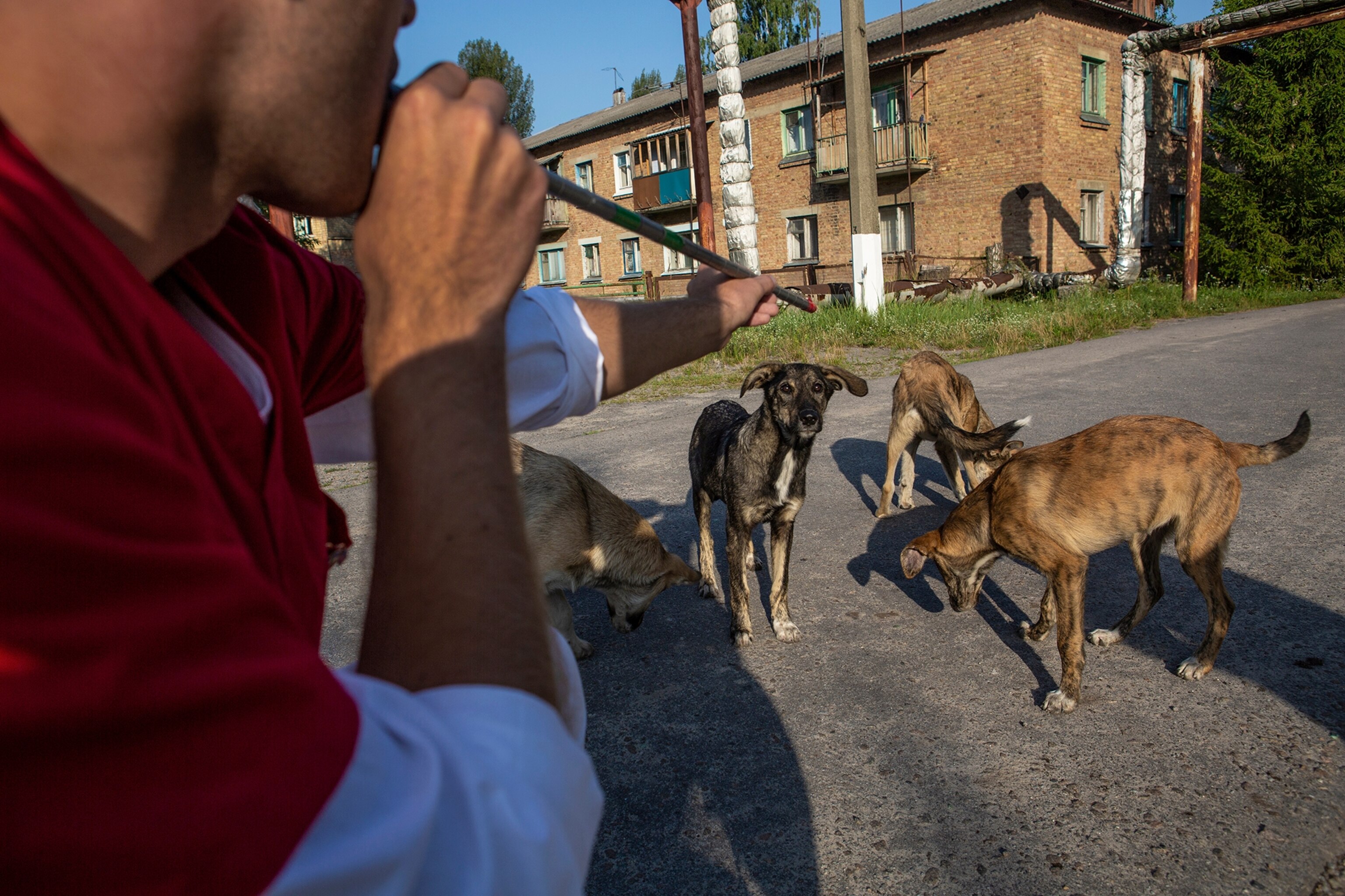 Radioactive dogs? What we can learn from Chernobyl's strays