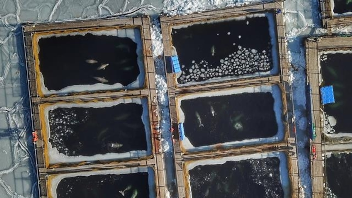Orcas, belugas trapped in icy Russian 'whale jail' to be released ...