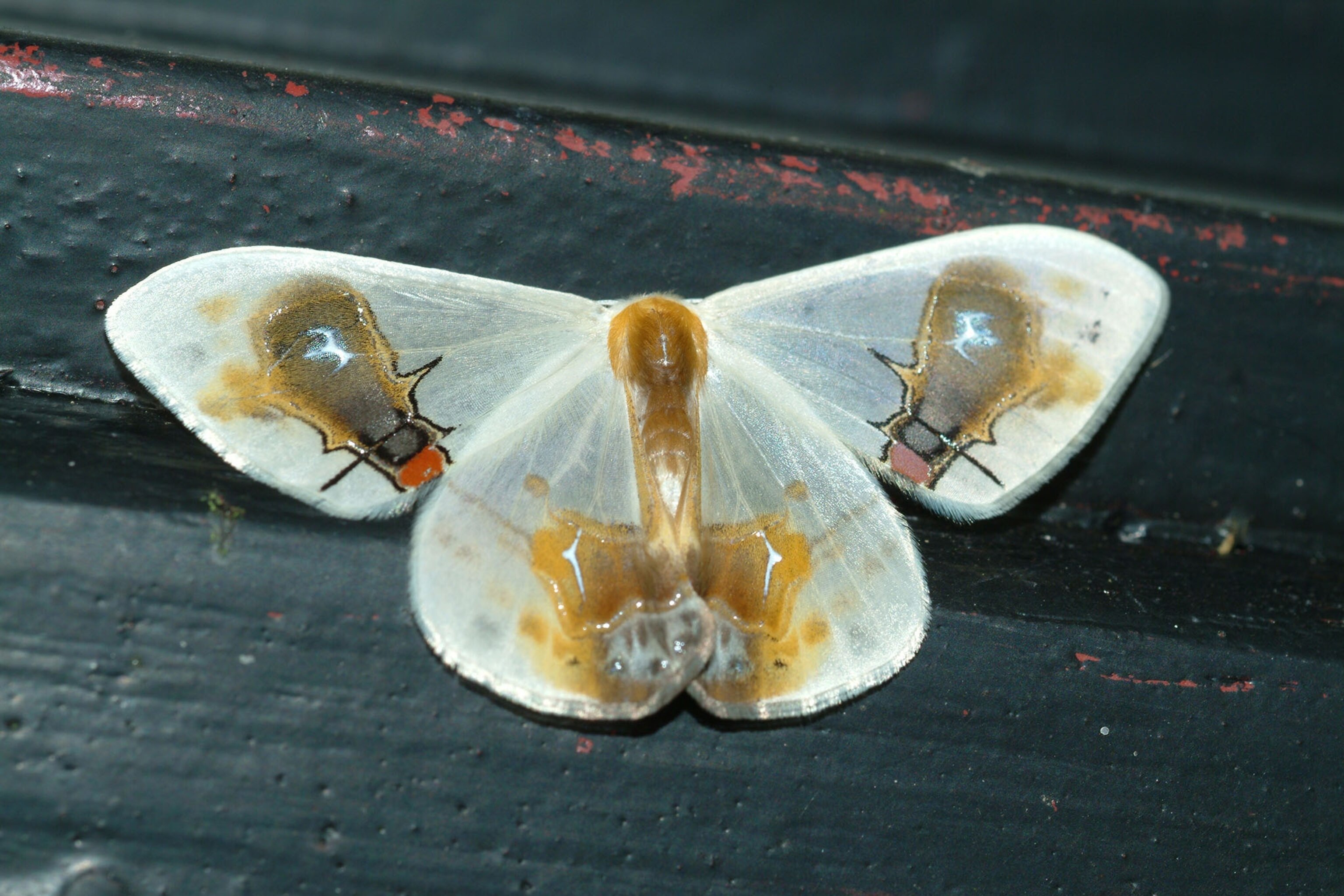 These Adaptations Give Insects a Survival Advantage