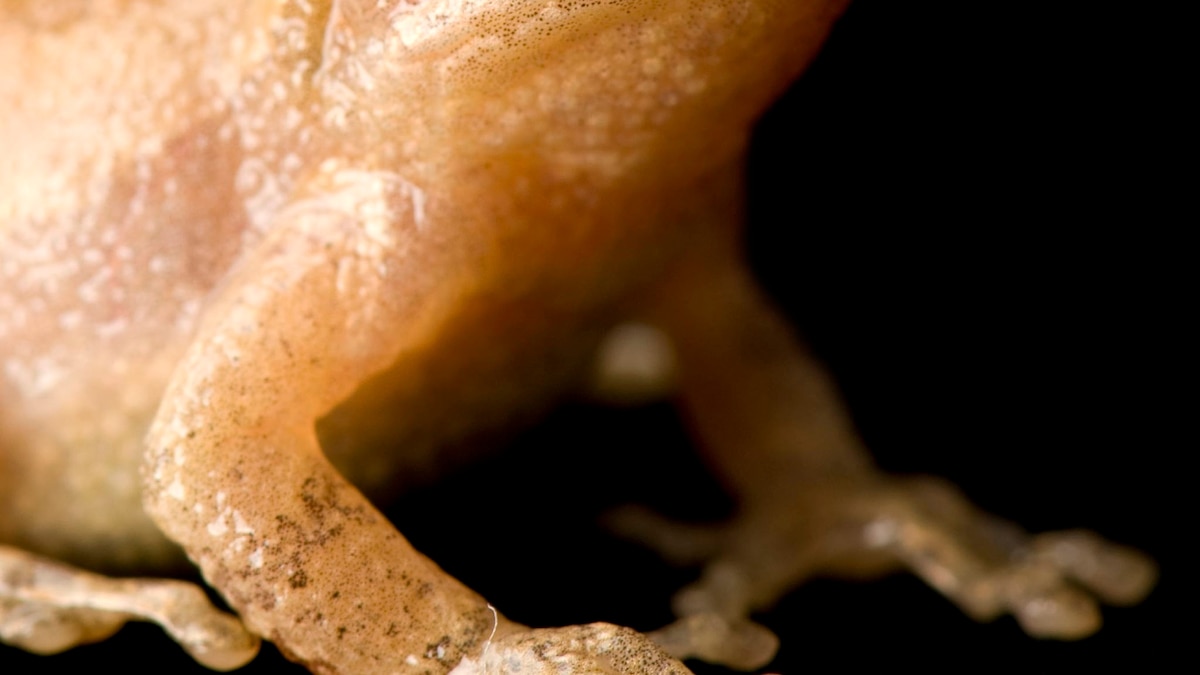 Spring Peeper | National Geographic | National Geographic