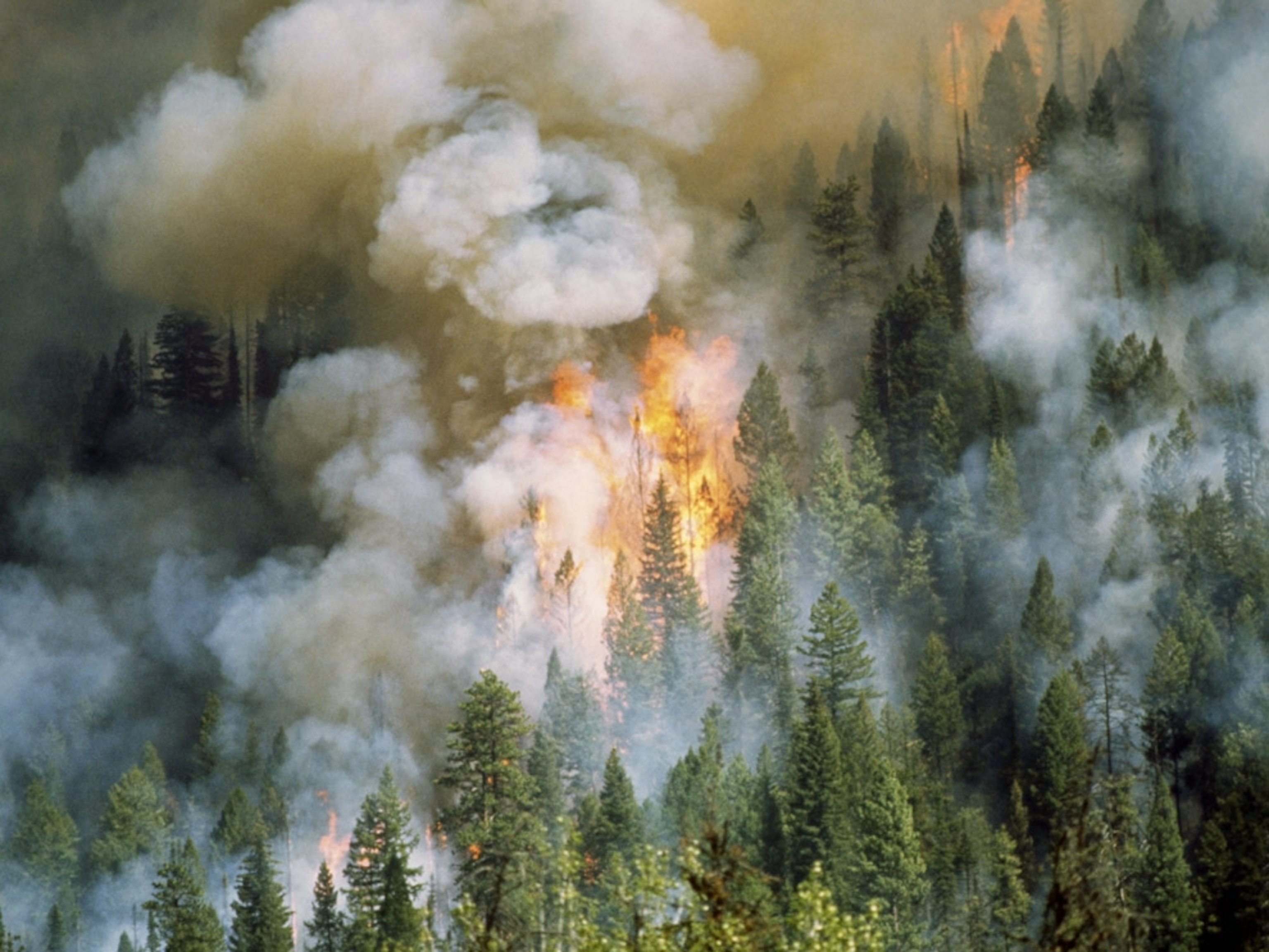 Wildfire Photos, Forest Fire Pictures, Colorado -- National Geographic