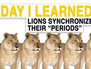Top 143 Do Animals Get Periods Inoticia Top 143 Do Animals Get Periods Inoticia