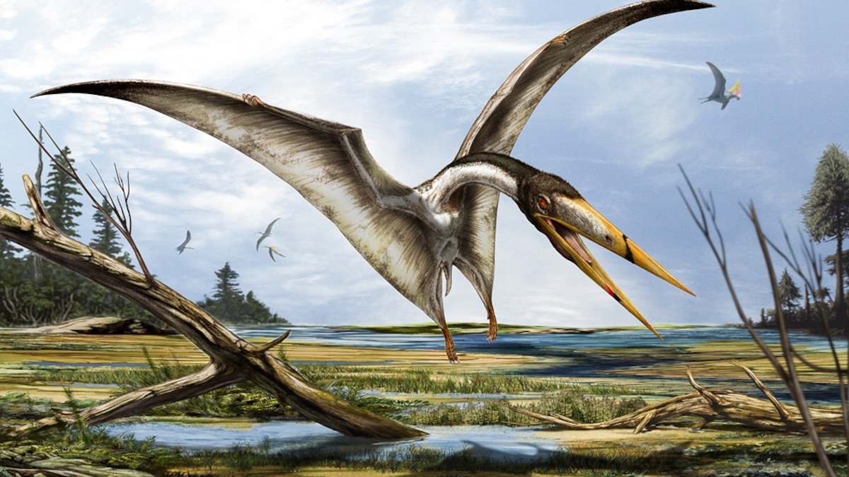 New Giant Flying Reptile Found; Hunted on Foot? | National Geographic