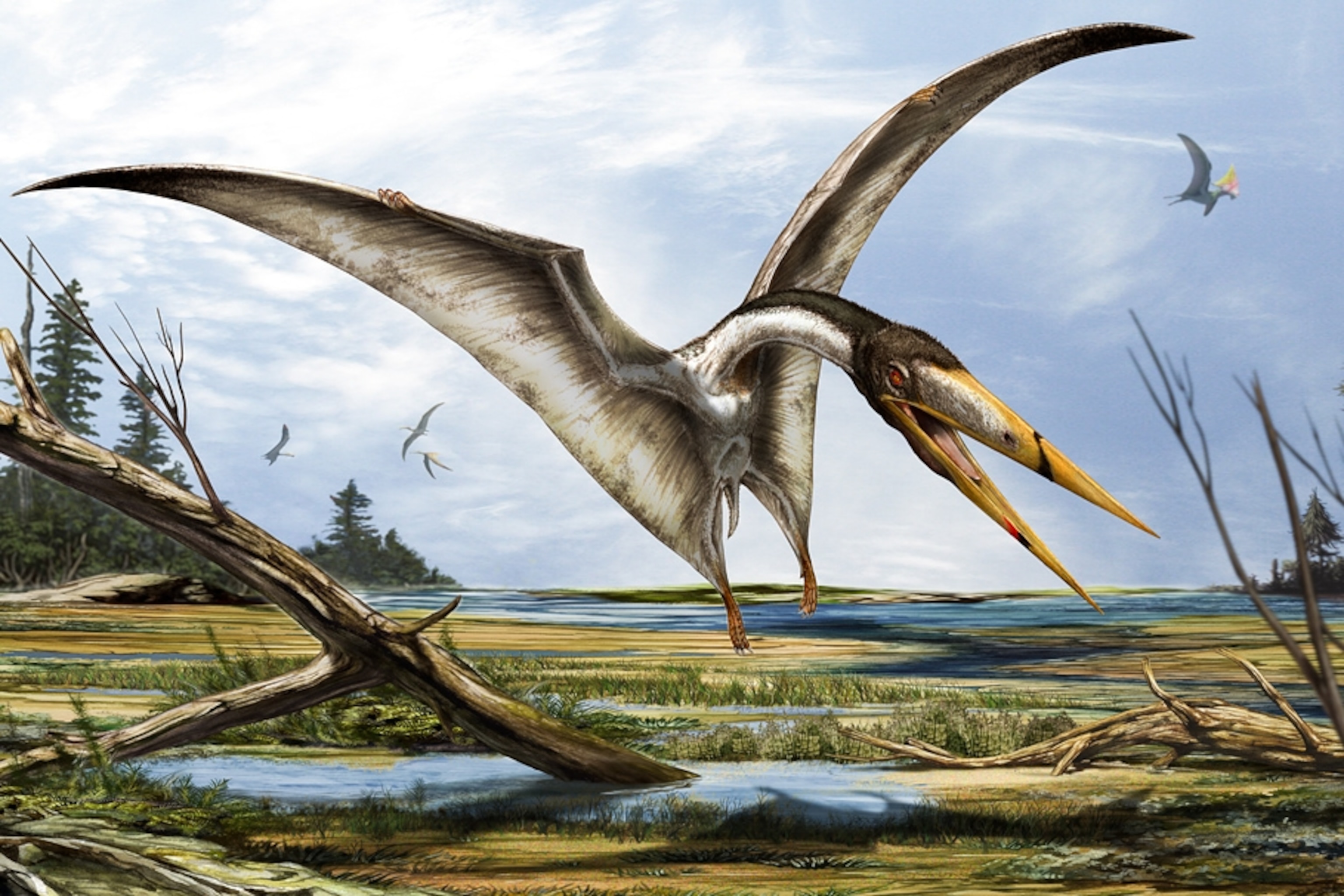 New Giant Flying Reptile Found; Hunted on Foot?