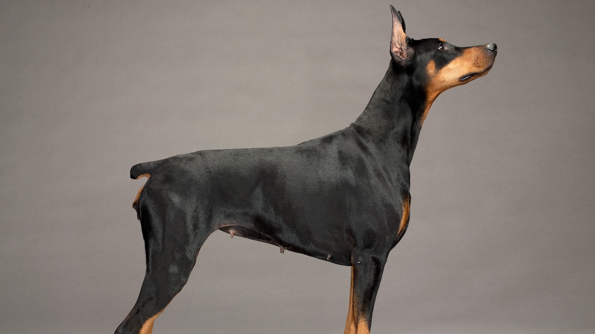 Meet Wicked—the very good girl who was just named America's best ...