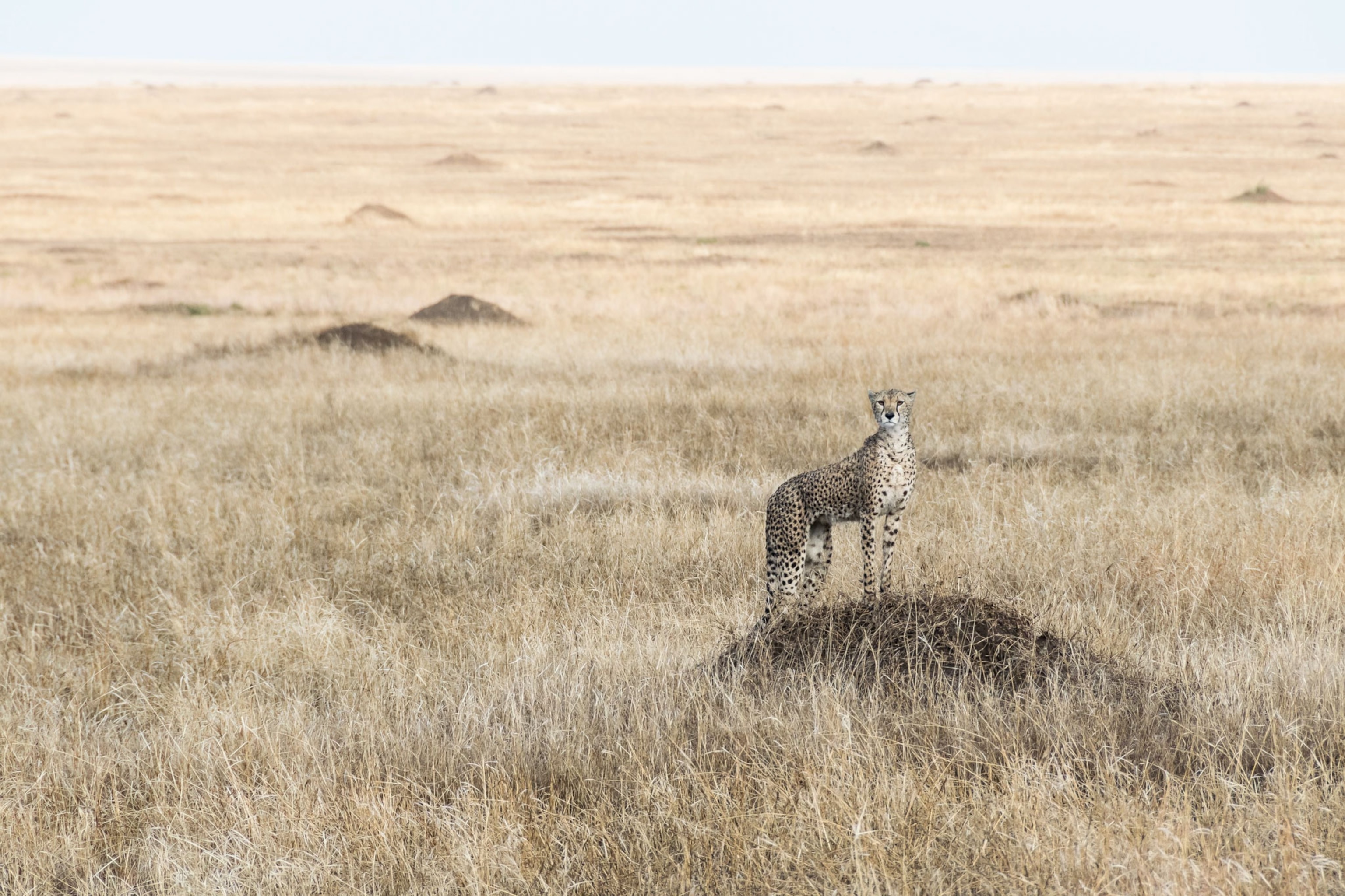 Masters of Deception: 5 Two-Faced Species
