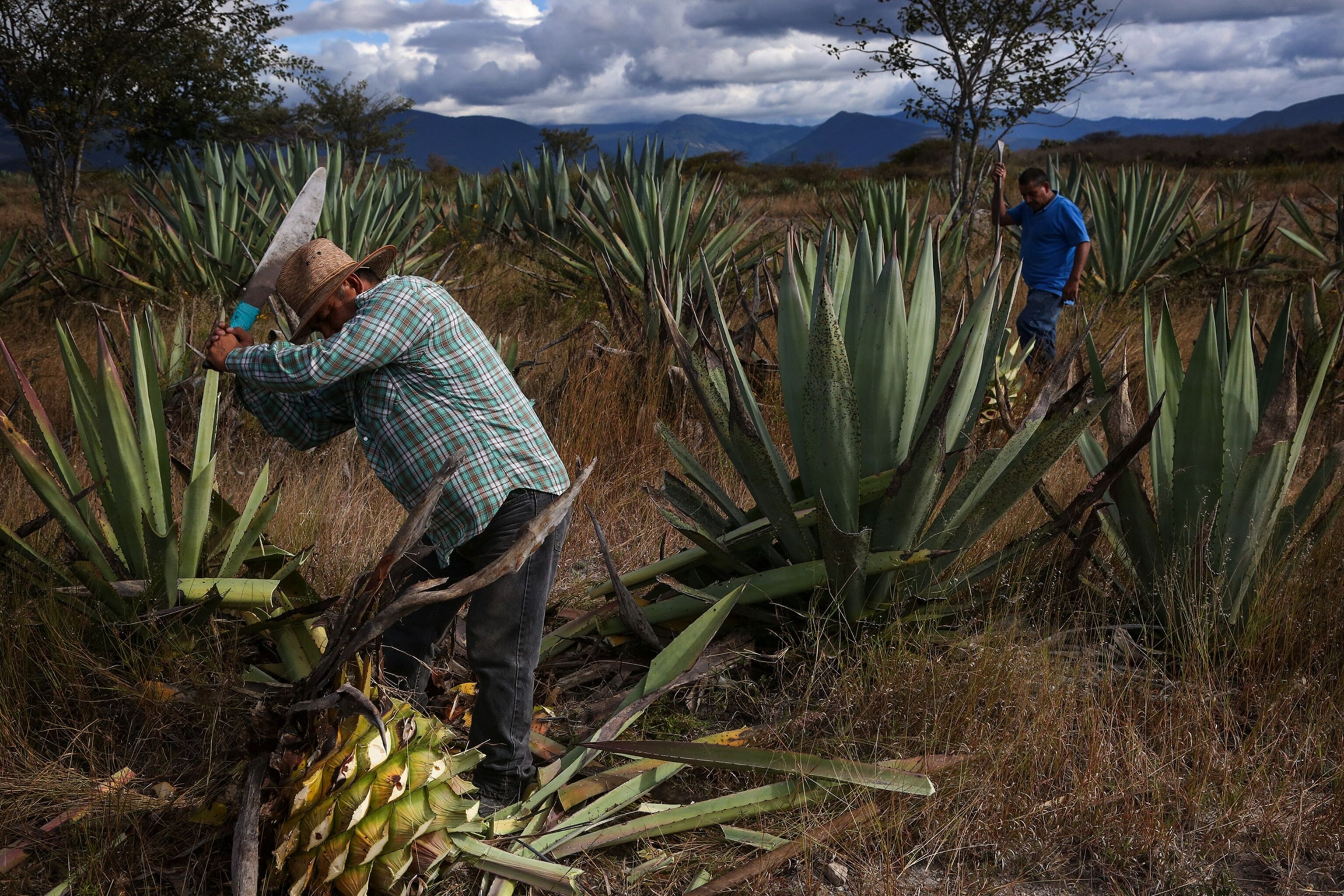 A Mezcal Boom Spurs Creative Approaches to Dwindling Agave