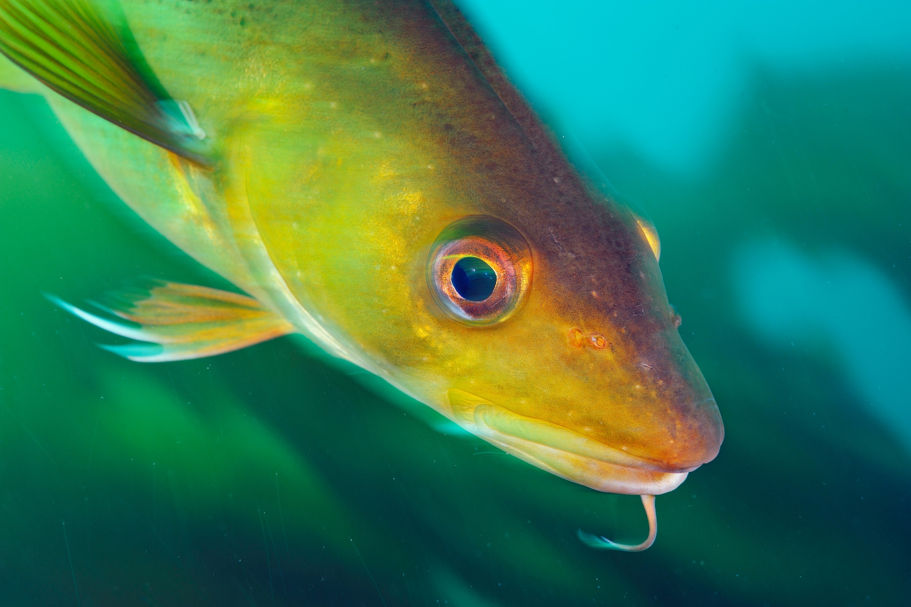 Warm Water May Spell the End of New England’s Iconic Cod